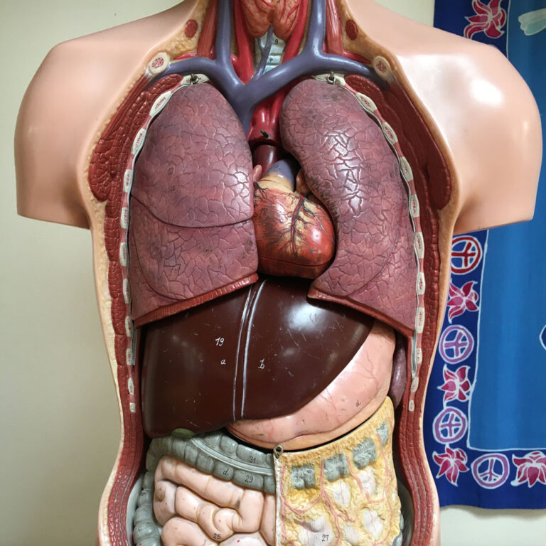 The New Mexico School of Natural Therapeutics